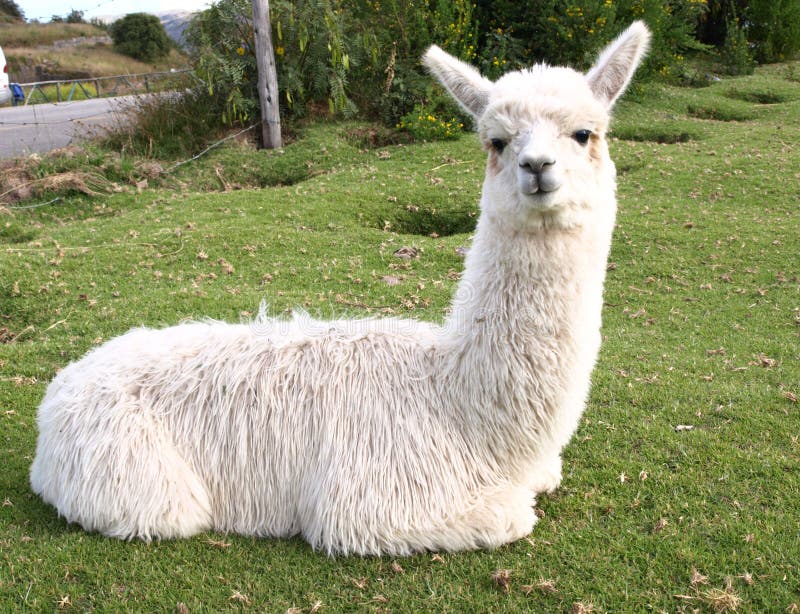 Lama Bild. Bild: 5550215