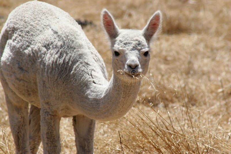 Lama stock afbeelding. Image of eten, peru, room, fokkerij - 990869