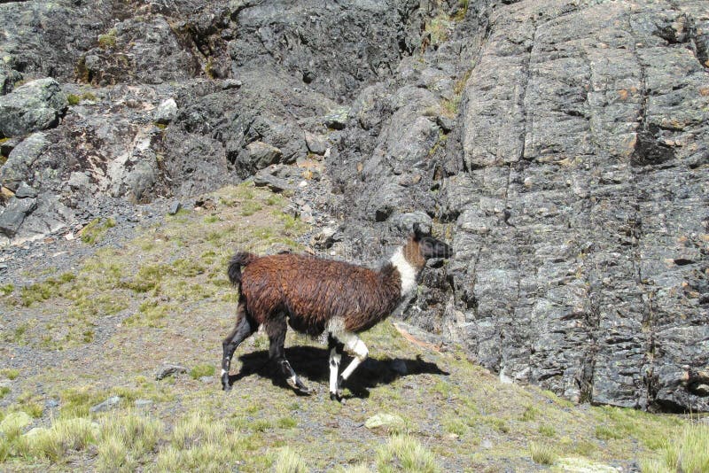 Lama al altiplano fotografia stock. Immagine di altopiano - 93905172