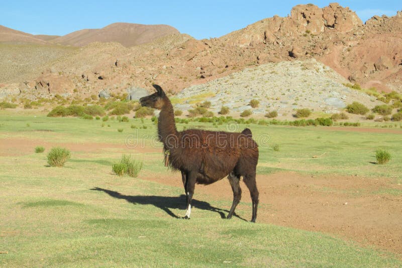 Lama al altiplano immagine stock. Immagine di incrocio - 94271303