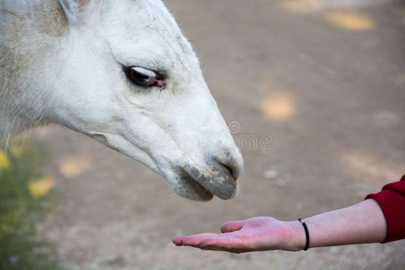 Lama Alpaca stock photo. Image of domestic, captivity - 68265484