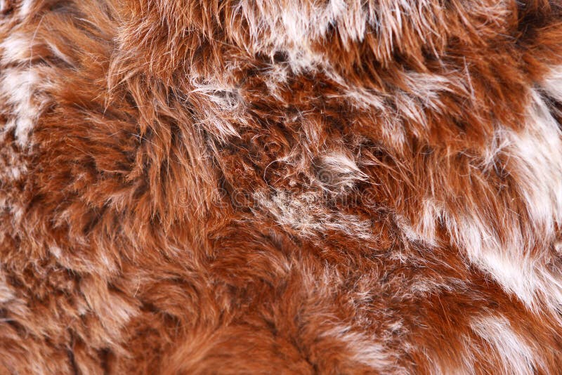 A Ginger Alpaca Chews on a Yellow Maple Leaf. the Muzzle of an Exotic ...