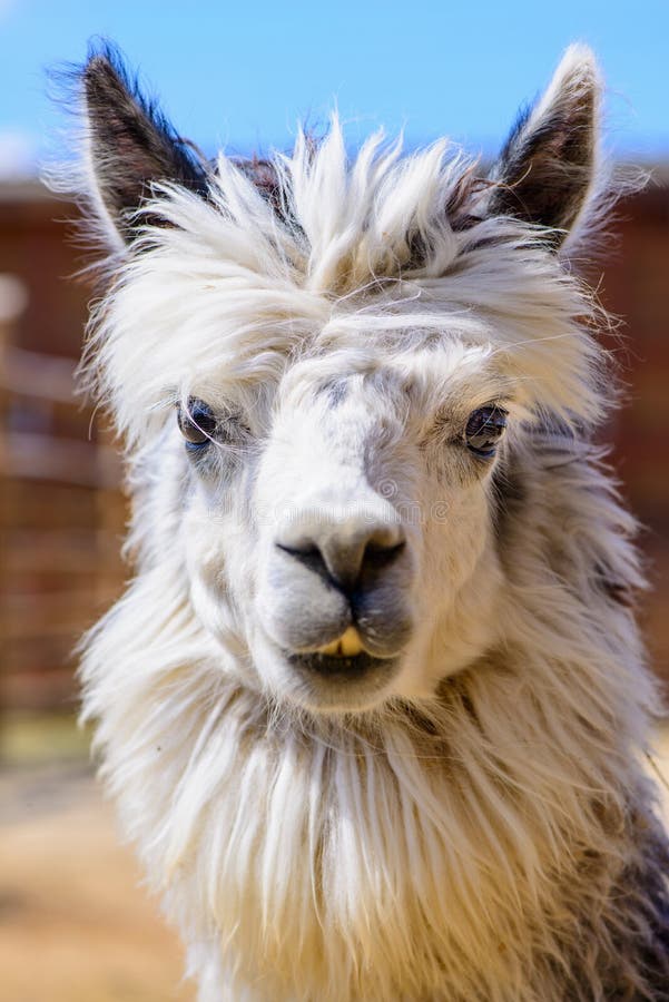 Lama alpagi zwierzę zdjęcie stock. Obraz złożonej z śmieszny - 71202982