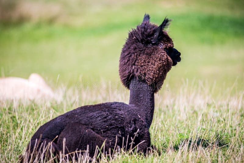 A Lama with a Black Muzzle and Brown Fur Looks into the Camera. Stock ...
