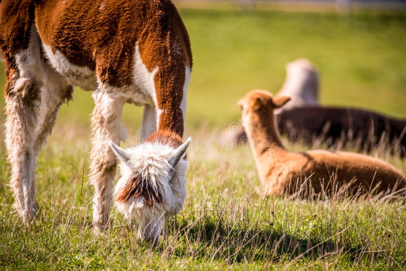 Lama animal eating grass stock photo. Image of guanicoe - 76891772