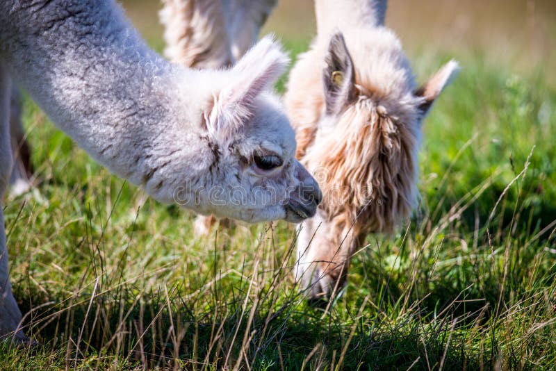 Lama animal eating grass stock photo. Image of grass - 76891990