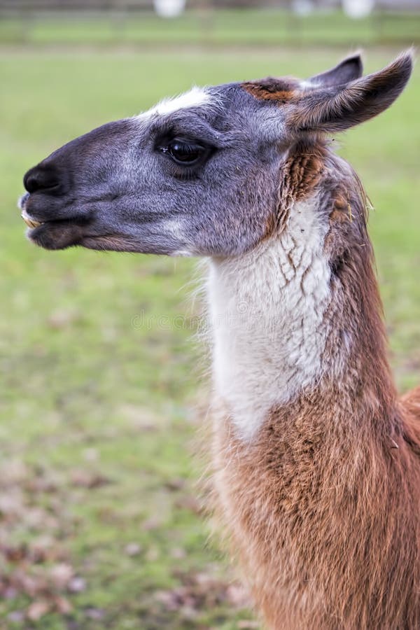 Lama animal stock image. Image of bolivia, hair, brown - 88667379