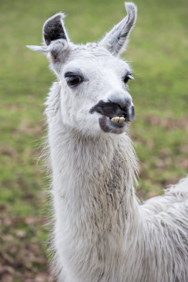 Lama Animal, , in Pampas Grassland Environment, La Pampa Province ...