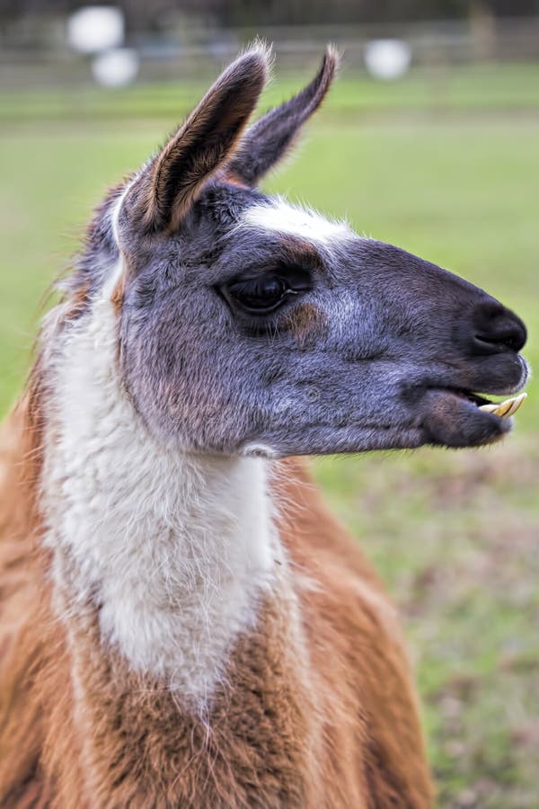 Lama animal stock image. Image of animal, looking, alpaca - 88667441