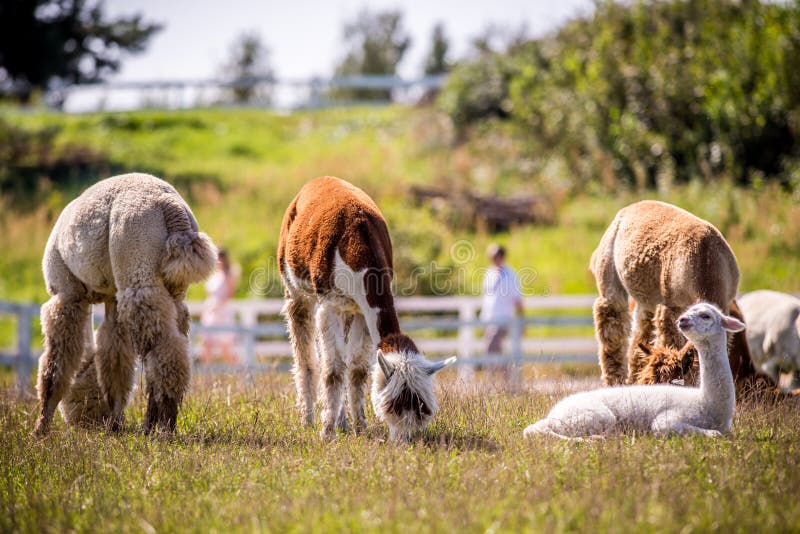 Lama animal in a group stock photo. Image of wool, brown - 76891712