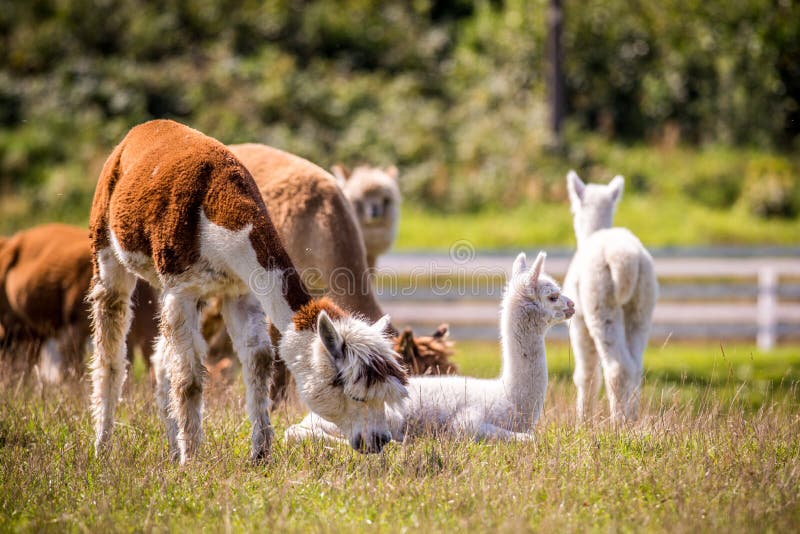 Lama animal in a group stock photo. Image of bolivia - 76891724