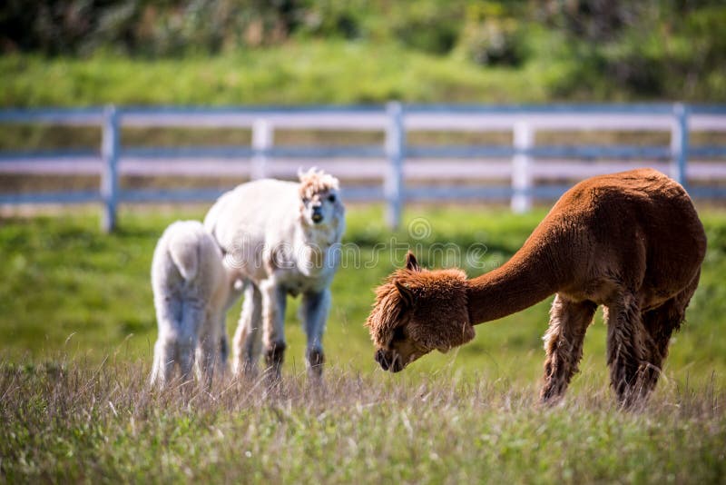 Lama animal in a group stock photo. Image of animal, national - 76891648