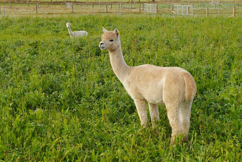 Lama animal stock photo. Image of steppe, grazing, guanaco - 95228942