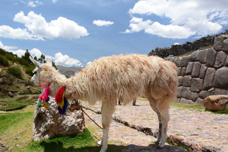 Lama Au Site D'Inca De Saqsaywaman Cusco Peru Photo stock - Image du ...