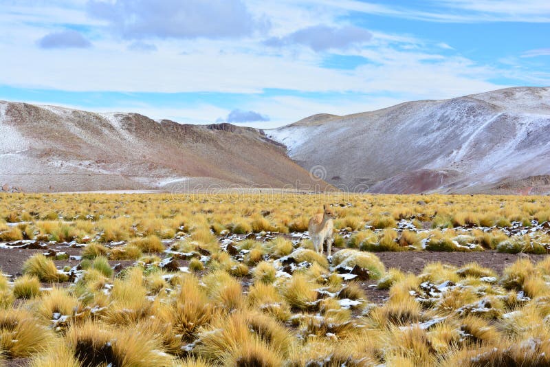 Lama Bij De Atacama-woestijn, Chili Stock Afbeelding - Image of foto ...