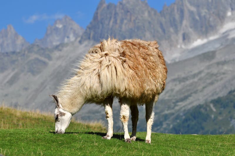 Lama Blanc Au Jardin De Cactus Par Isla Incahuasi En Salar De Uyuni ...