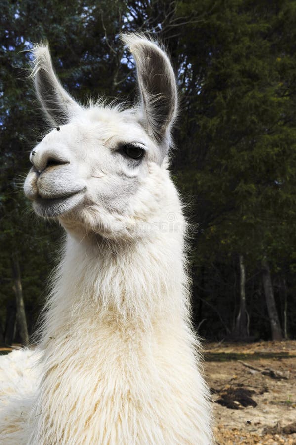 Lama Blanc Avec Le Fond Brouillé Image stock - Image du dessus, lama ...