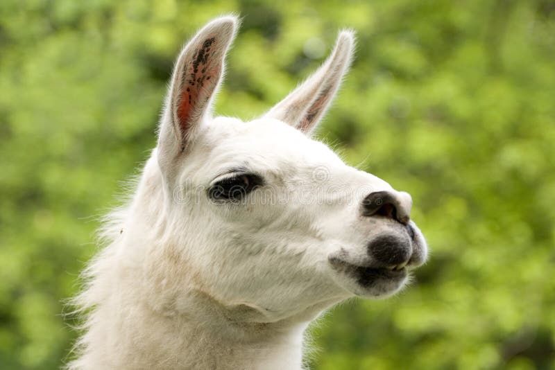Lama blanc photo stock. Image du pérou, domestique, mignon - 9808640