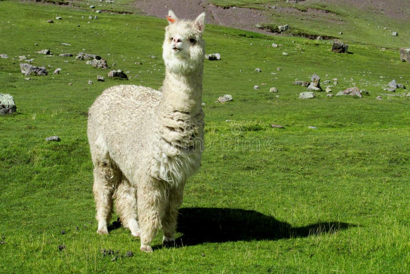 Lama Blanco Lindo En Campo Verde Imagen de archivo - Imagen de verde ...