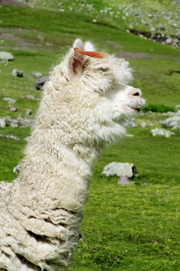 Lama branca no prado verde foto de stock. Imagem de verde - 79030204