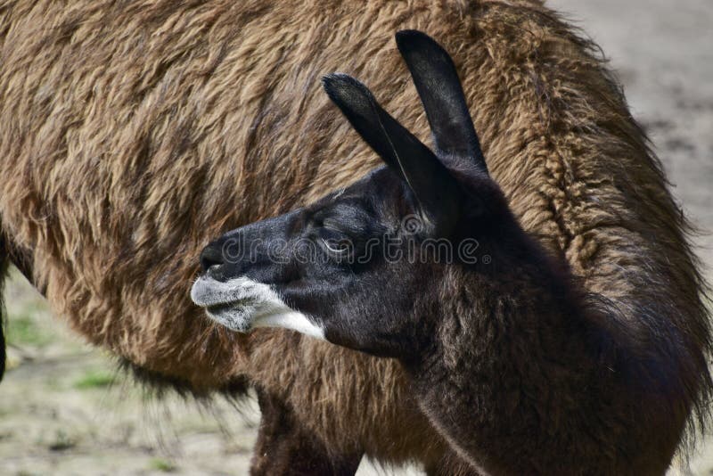 Lama stock image. Image of nature, fauna, wool, mammals - 96580025