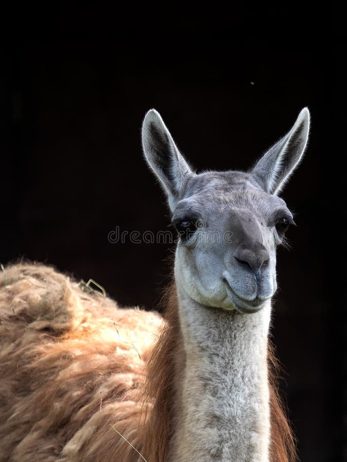 Lama stock image. Image of gray, animal, shreds, hair - 79784423