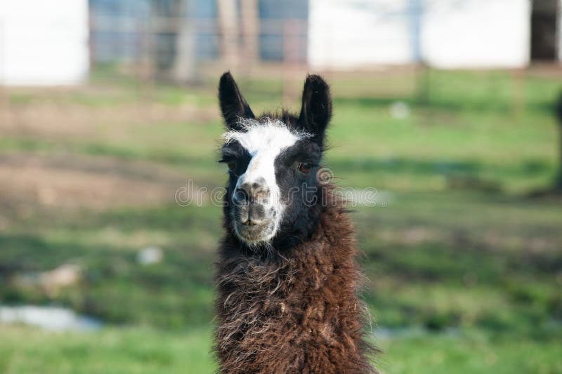 Lama closeup stock photo. Image of mammal, lama, animals - 52077770