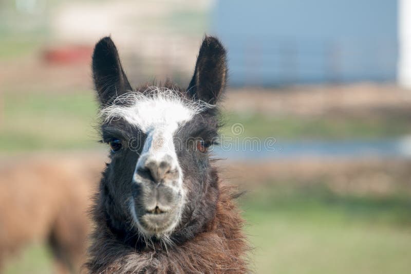 Lama closeup stock photo. Image of hair, lama, america - 52077824