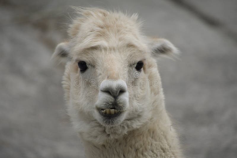 Lama stock photo. Image of face, closeup, lama, nature - 316182130