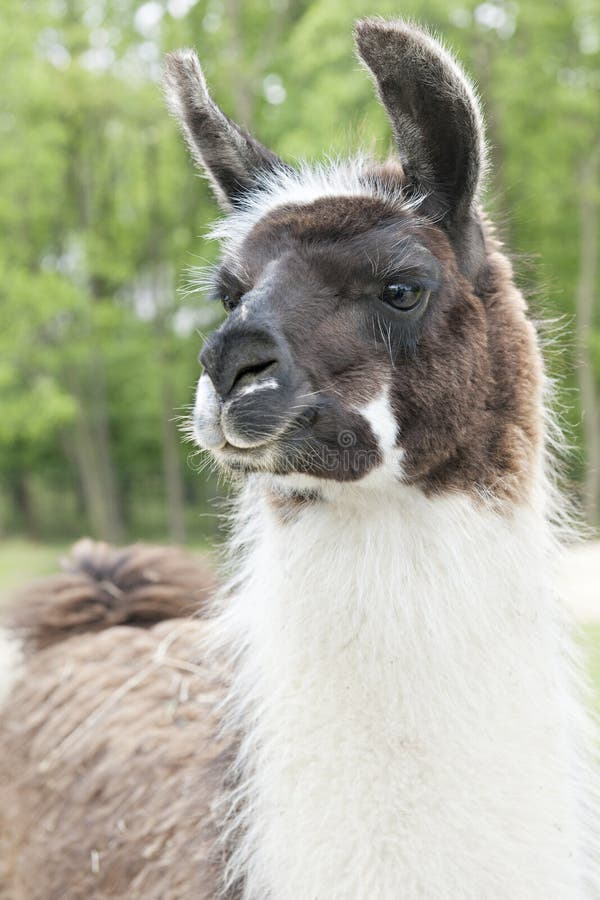 Lama Closeup stock photo. Image of brown, close, green - 54855276