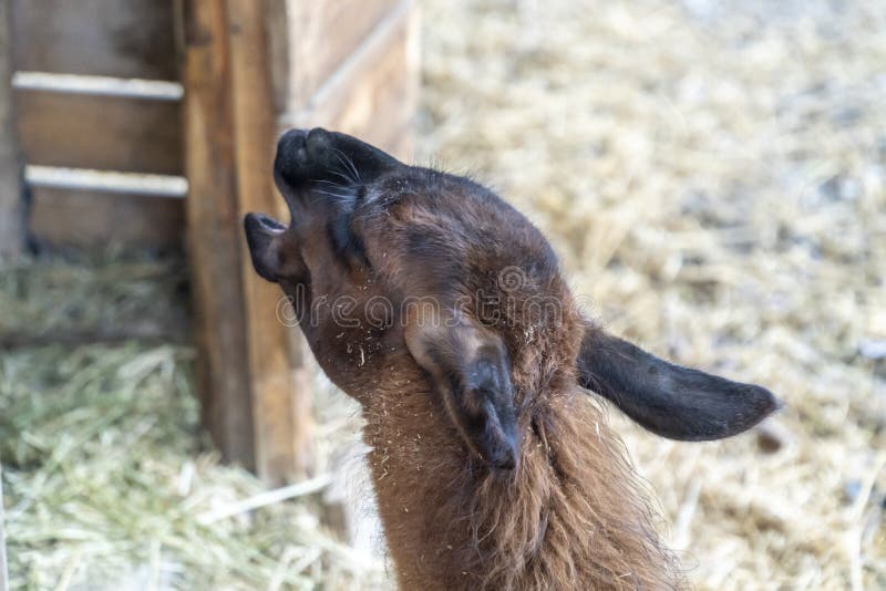 Lama cub back head stock photo. Image of andes, animal - 145760896