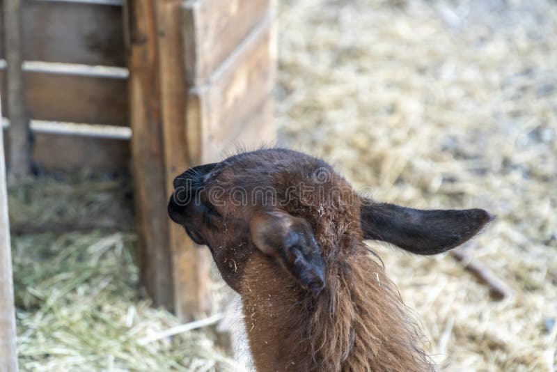 Lama cub back head stock image. Image of alpaca, portrait - 145760773
