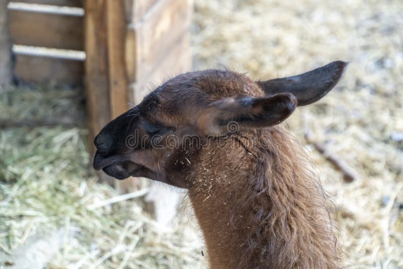 Lama cub back head stock photo. Image of livestock, wool - 145760818
