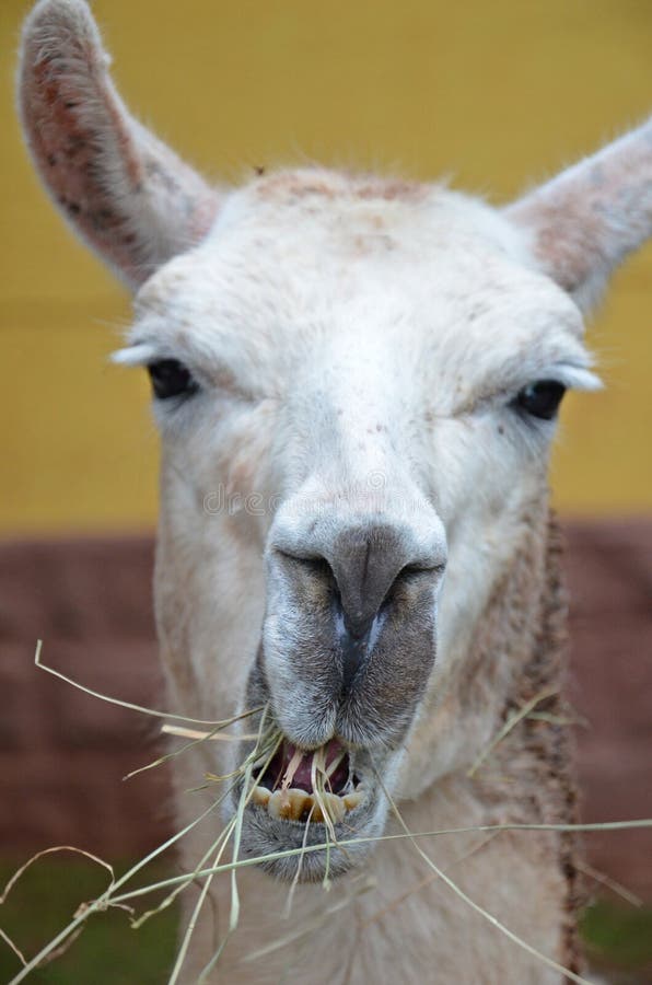Lama stock photo. Image of detail, curious, south, lama - 44975114