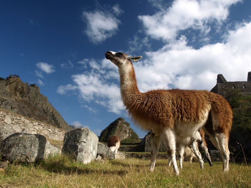 Lama du Pérou image stock. Image du pérou, mammifères - 19034087