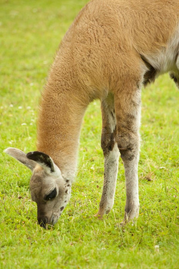 Lama eating grass stock photo. Image of area, landscape - 10845438