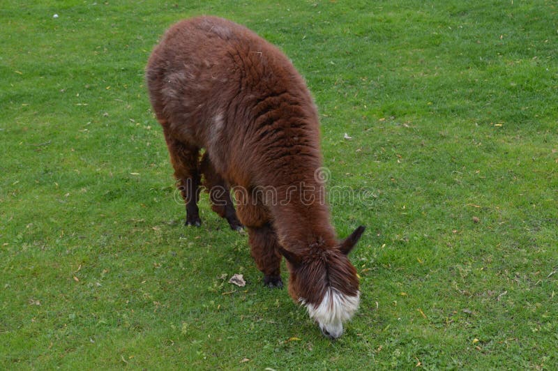Lama Eating in the Marsh Land of Bolivia Stock Photo - Image of ...
