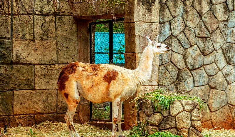 Lama Eating in the Marsh Land of Bolivia Stock Photo - Image of ...