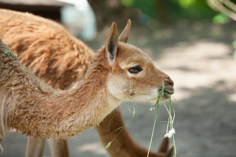 358 Lama Eats Stock Photos - Free & Royalty-Free Stock Photos from ...