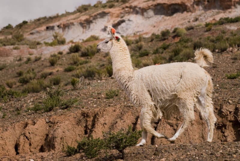 Lama Een Hoge Hoogte Camelid Stock Afbeelding - Image of reis, zoogdier ...