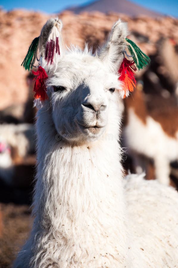 Lama du Pérou image stock. Image du pérou, mammifères - 19034087