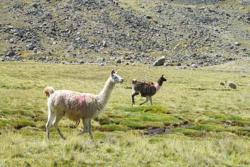 Lama En Prado De La Hierba Verde Foto de archivo - Imagen de afuera ...