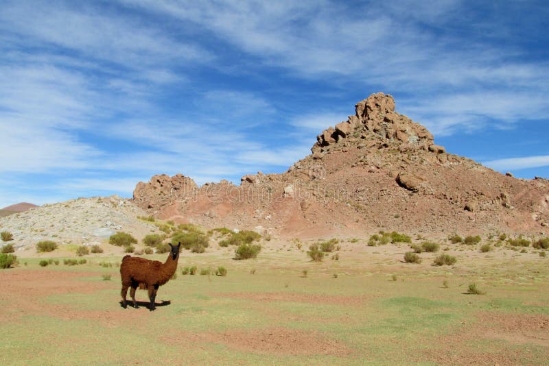 Lama En Prado Verde En Los Andes Foto de archivo - Imagen de doméstico ...