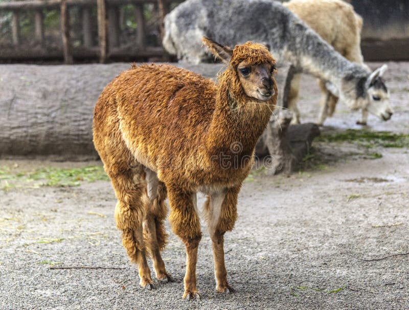 Lama Face Closeup. Lama Glama. Lama Glama in the Farm in Peru. Stock ...