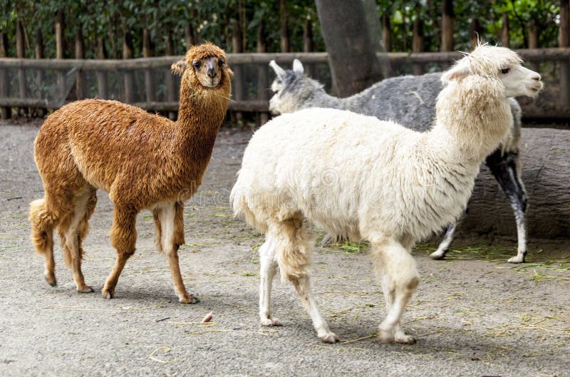 Lama Face Closeup. Lama Glama. Lama Glama in the Farm in Peru. Stock ...