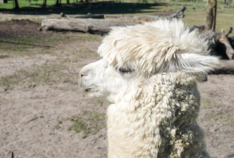 Lama Face Side View Portrait Stock Photo - Image of furry, andes: 129409358