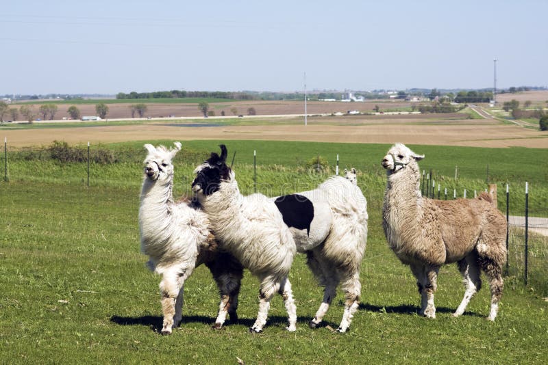 Lama farm stock image. Image of mammal, livestock, wool - 15417199