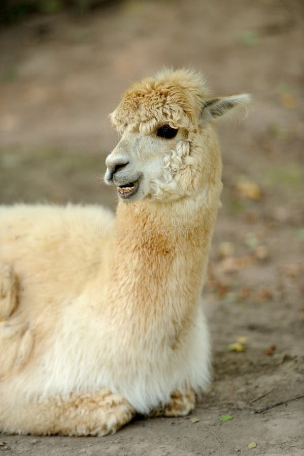 Brown Llama Lama Farm Animal Wool Farming Agriculture Rural Field Stock ...