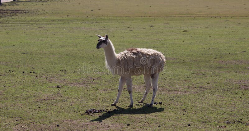 Lama stock photo. Image of vacation, farm, shot, chile - 89911064