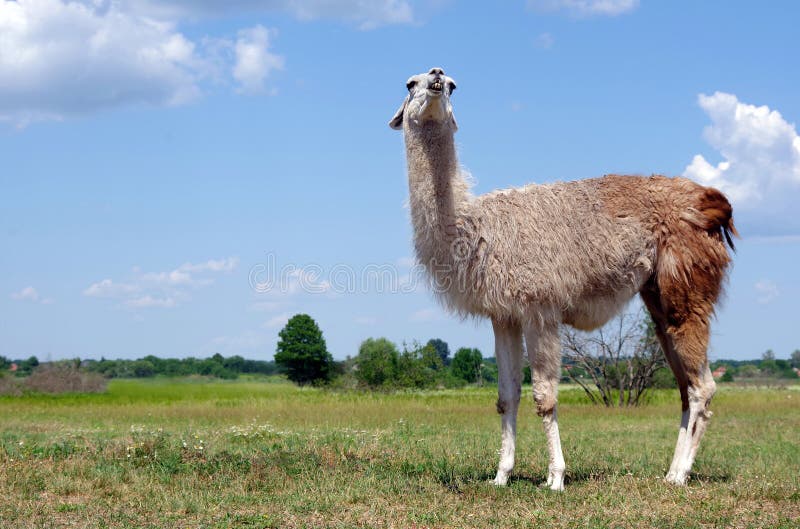 Lama Grazing in the Meadow. Graceful Llama on the Field. Llama at the ...
